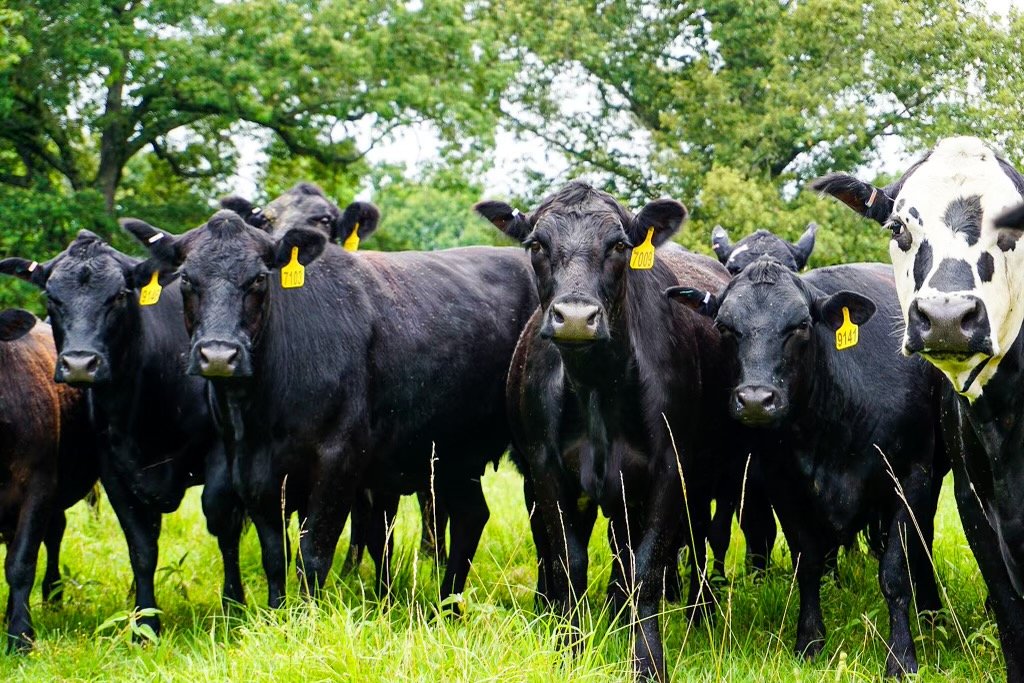 Beef Tripe Processing – Eat Local Beef